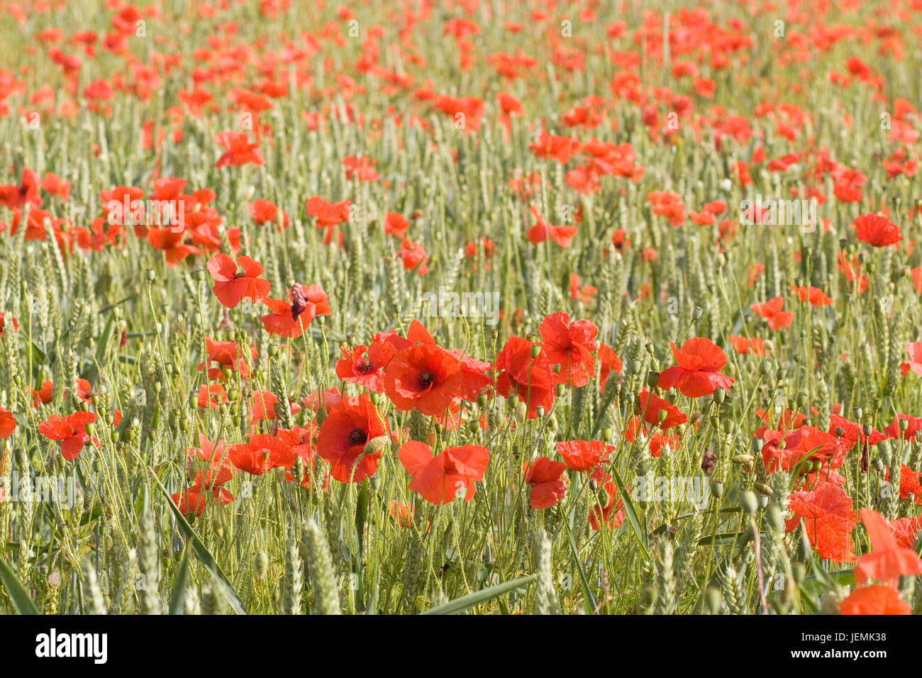 Papaver rhoeas, Poppy field Stock Photo - Alamy
