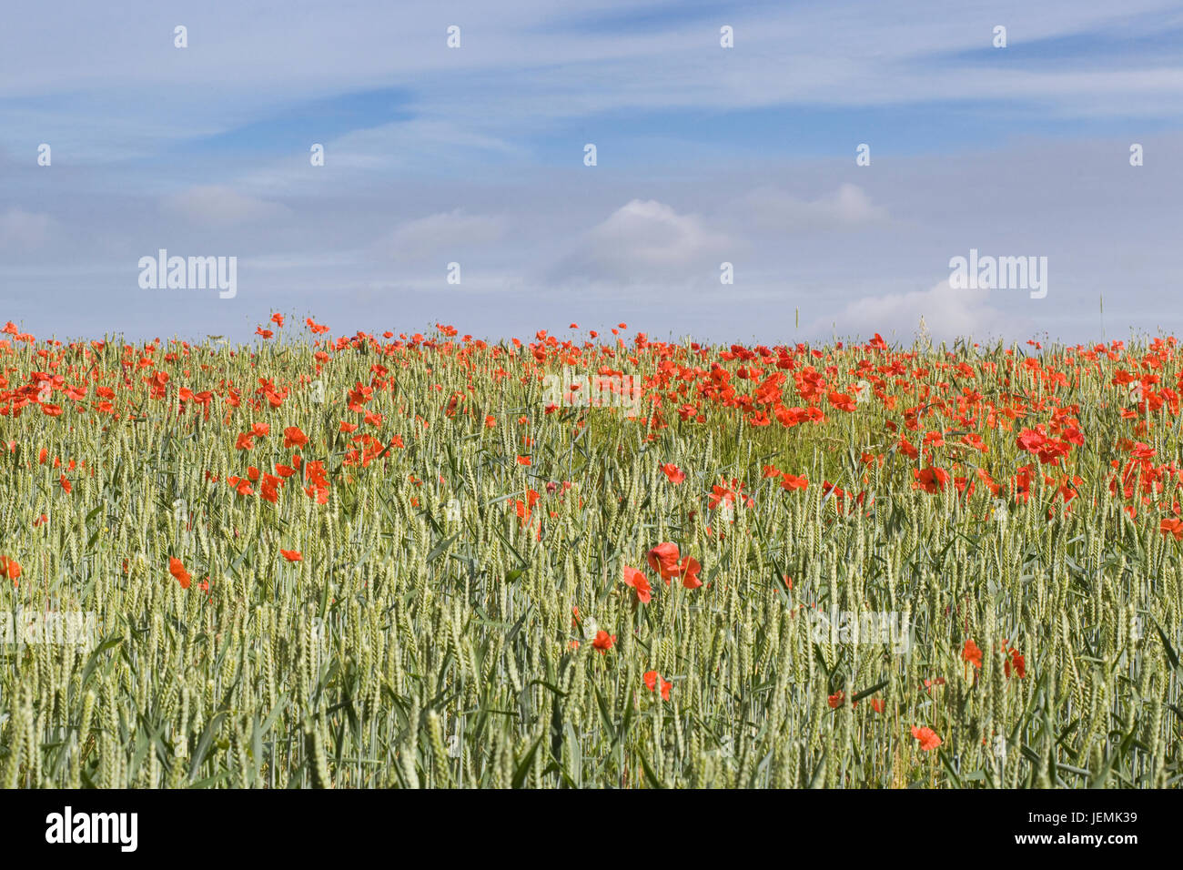 Papaver rhoeas, Poppy field Stock Photo - Alamy