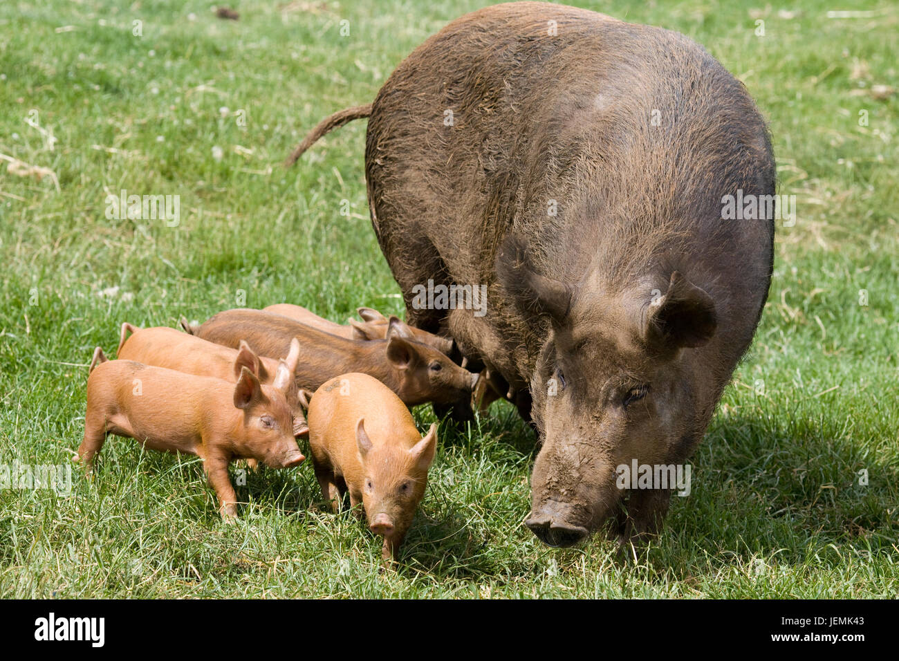 Iron age piglets hi-res stock photography and images - Alamy