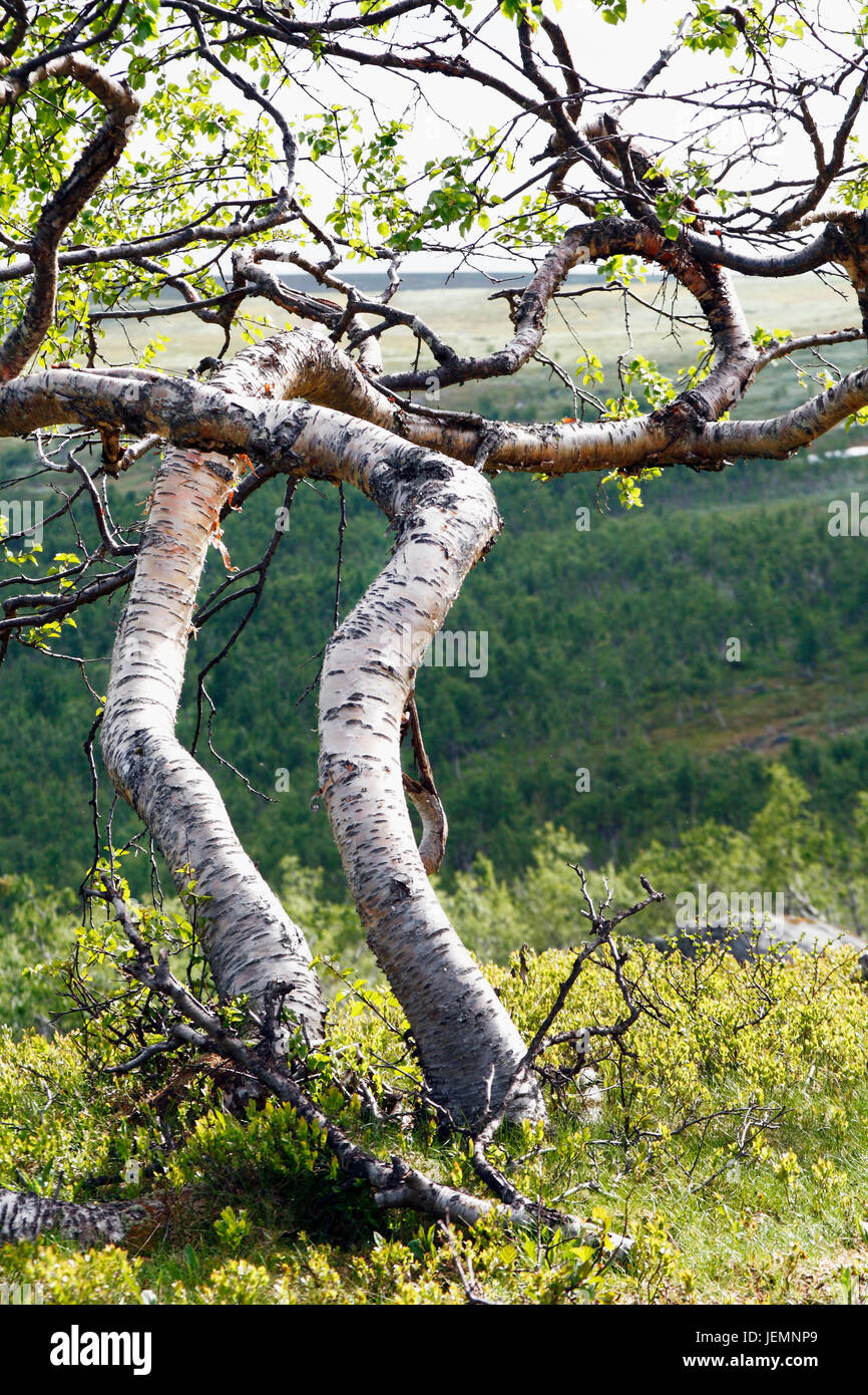 Twisted tree sweden hi-res stock photography and images - Alamy