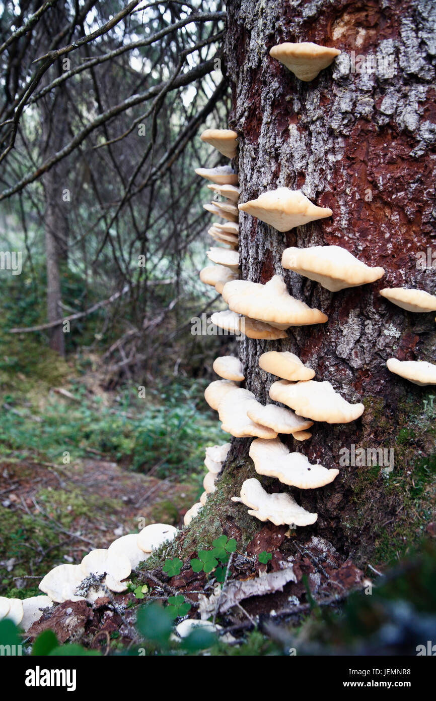Fungi on tree trunk, close-up Stock Photo - Alamy