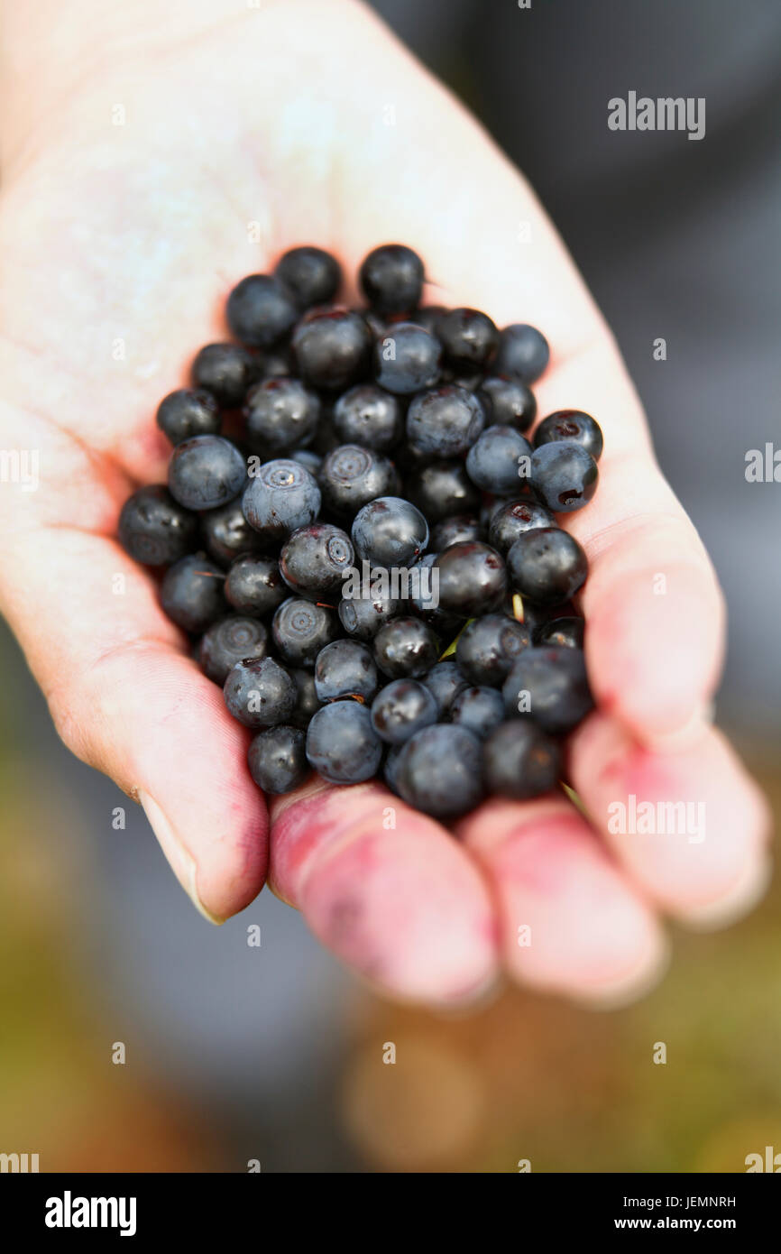 Blueberries on hand, close-up Stock Photo - Alamy