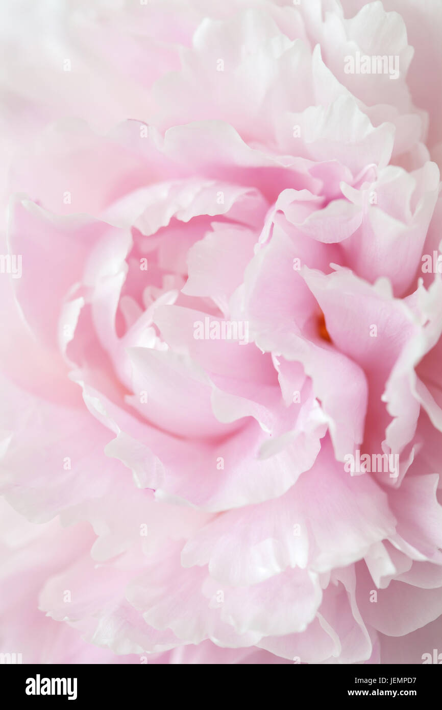 beautiful pink peony flower background Stock Photo - Alamy