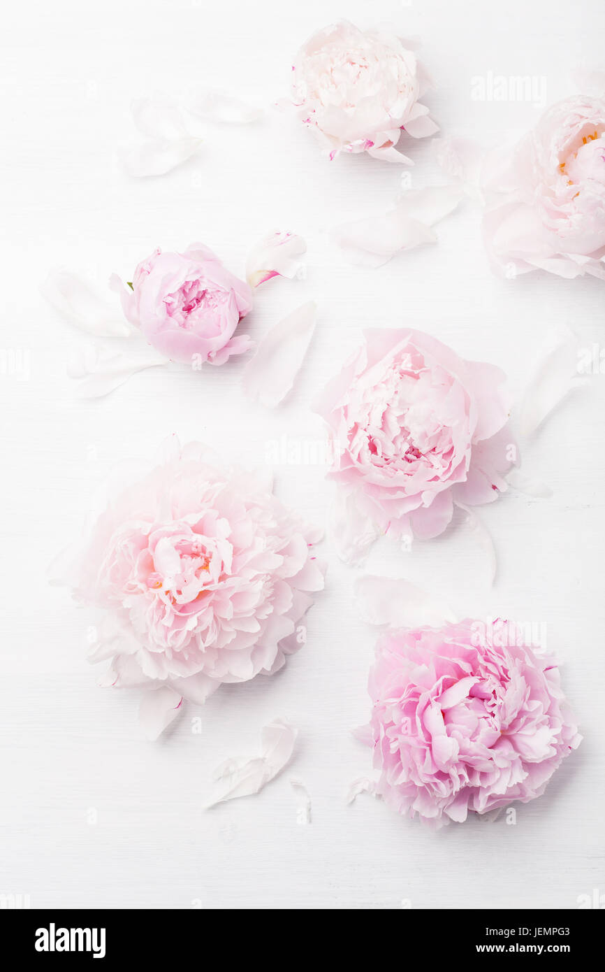 beautiful pink peony flower background Stock Photo - Alamy