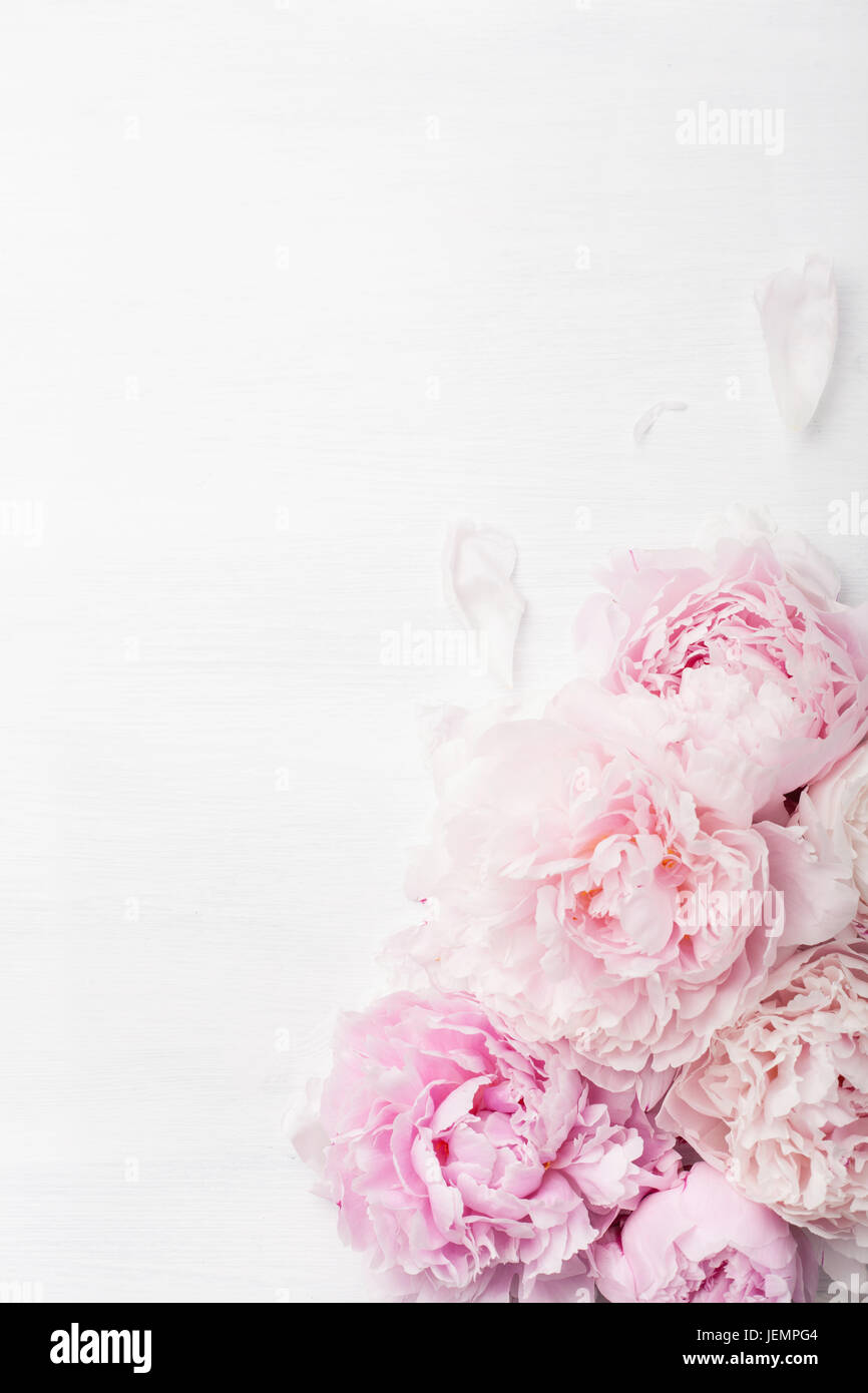beautiful pink peony flower background Stock Photo - Alamy