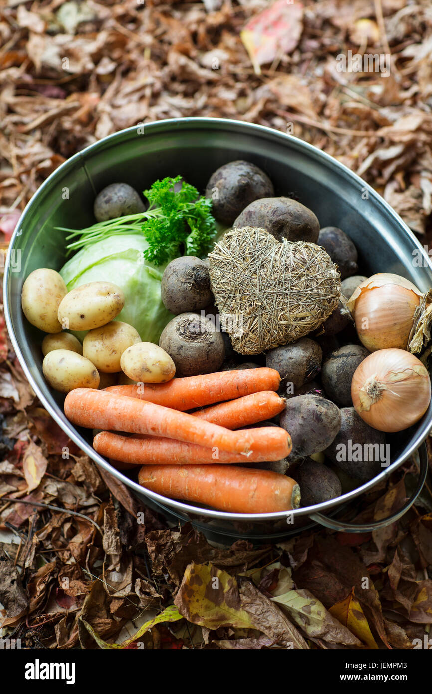 Root vegetables in metal washing bowl Stock Photo - Alamy