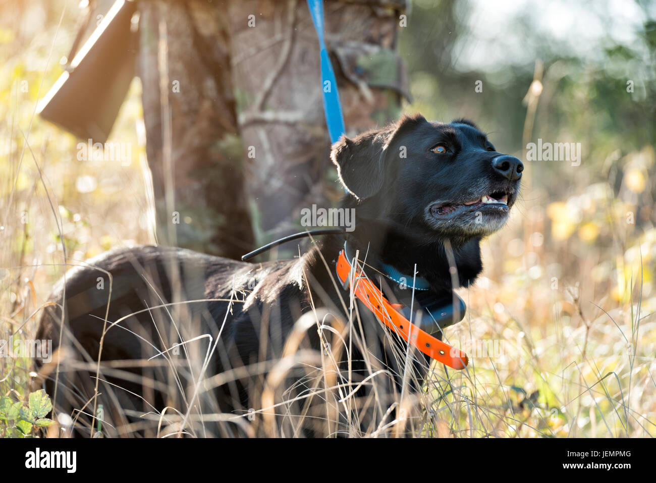 Man hunting with dog Stock Photo - Alamy