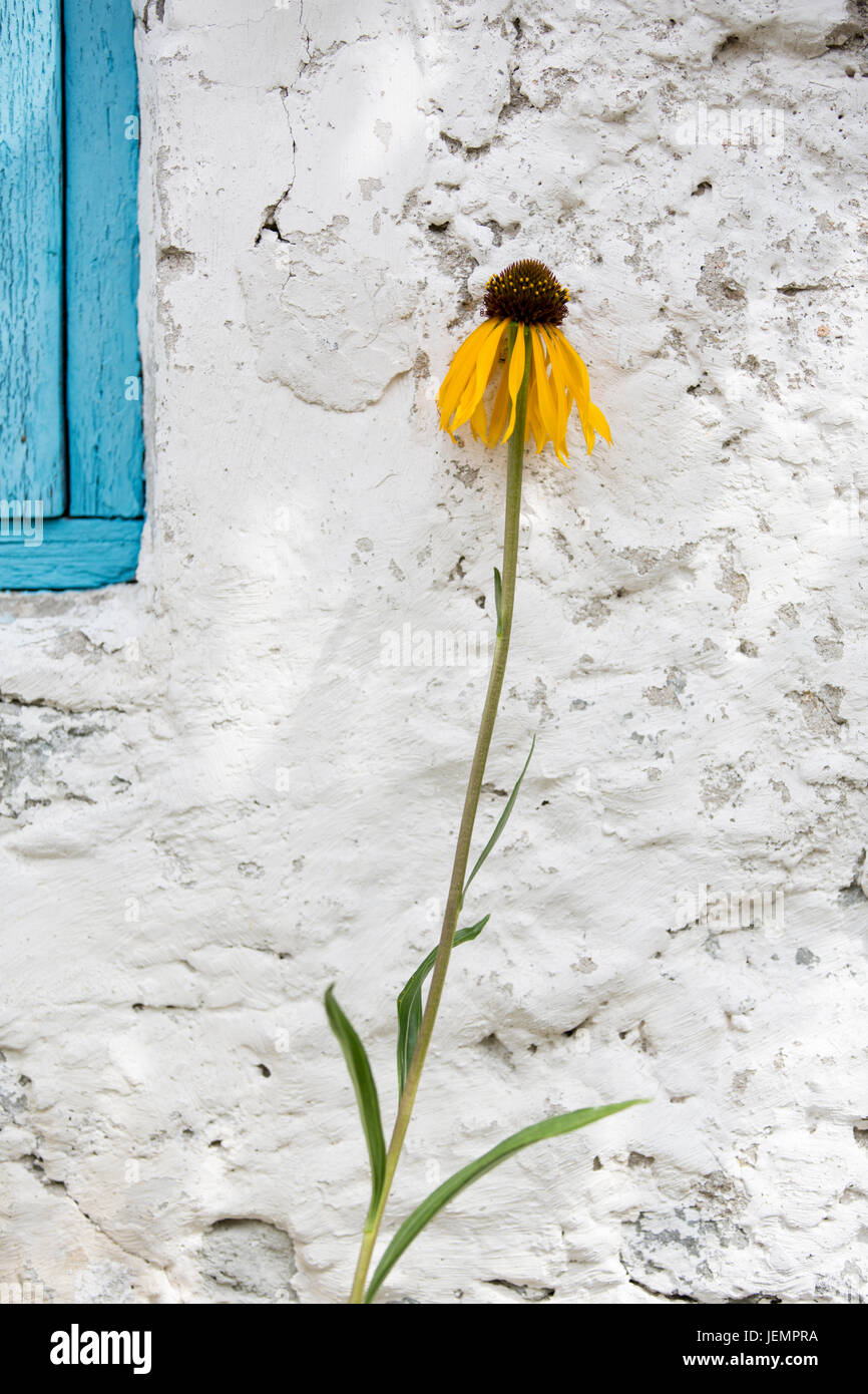 Yellow flower against white wall Stock Photo - Alamy
