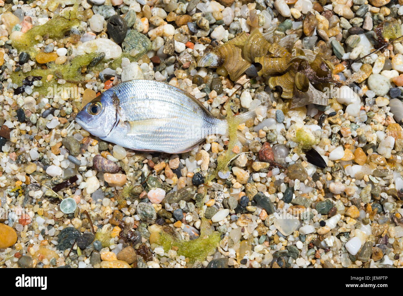 Dead fish on the colorful rock beach Stock Photo - Alamy