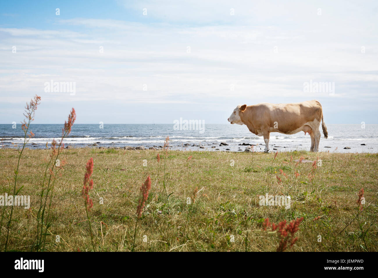 Cow standing at sea Stock Photo - Alamy