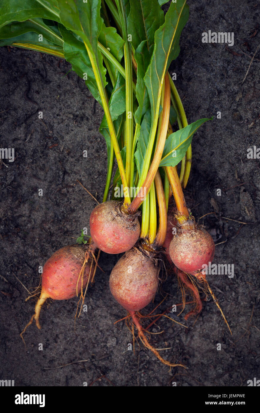 Bunch of Beetroots Stock Photo - Alamy