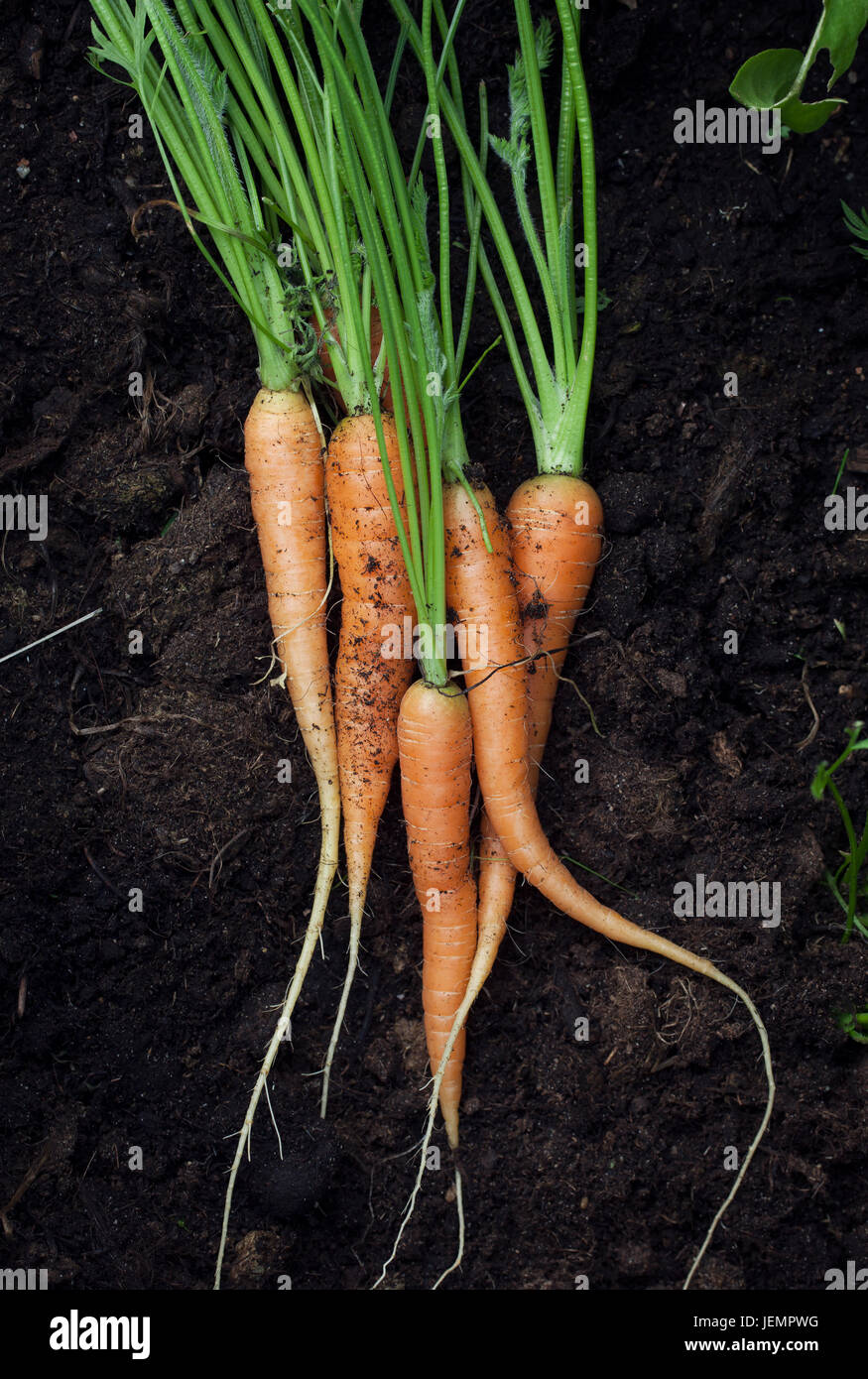 Bunch of carrots Stock Photo - Alamy