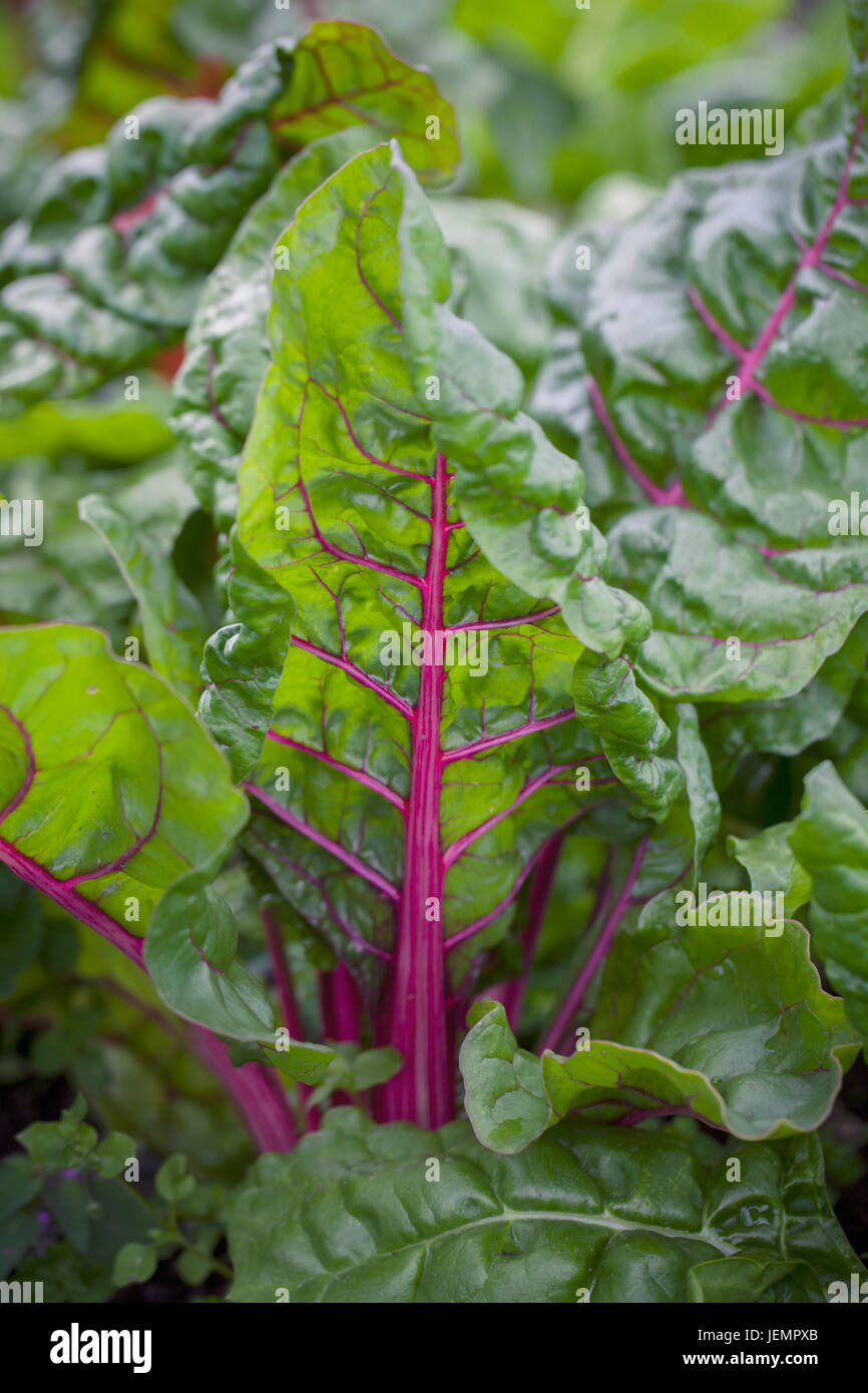 Swiss chard, close-up Stock Photo - Alamy