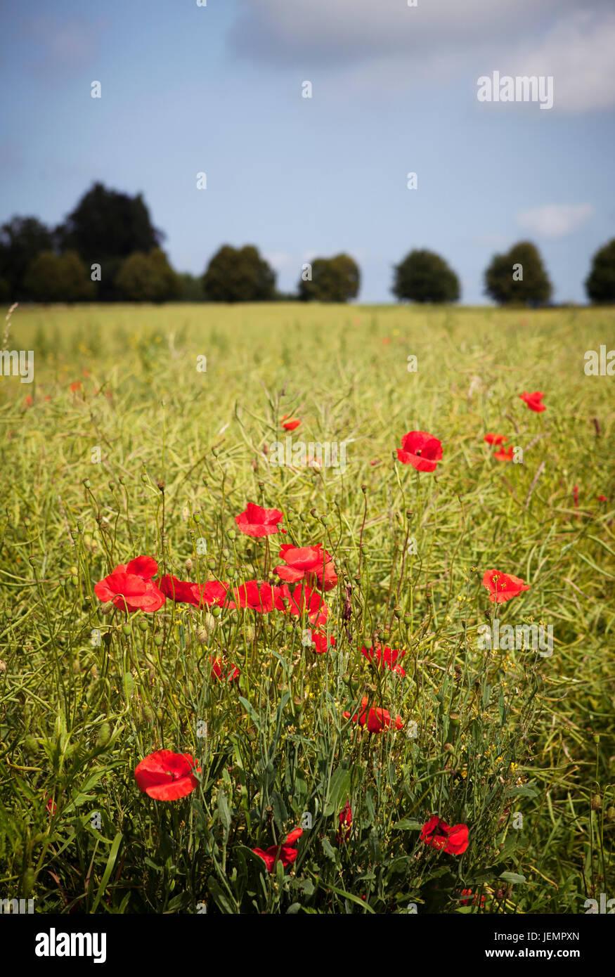 Poppies sweden hi-res stock photography and images - Alamy