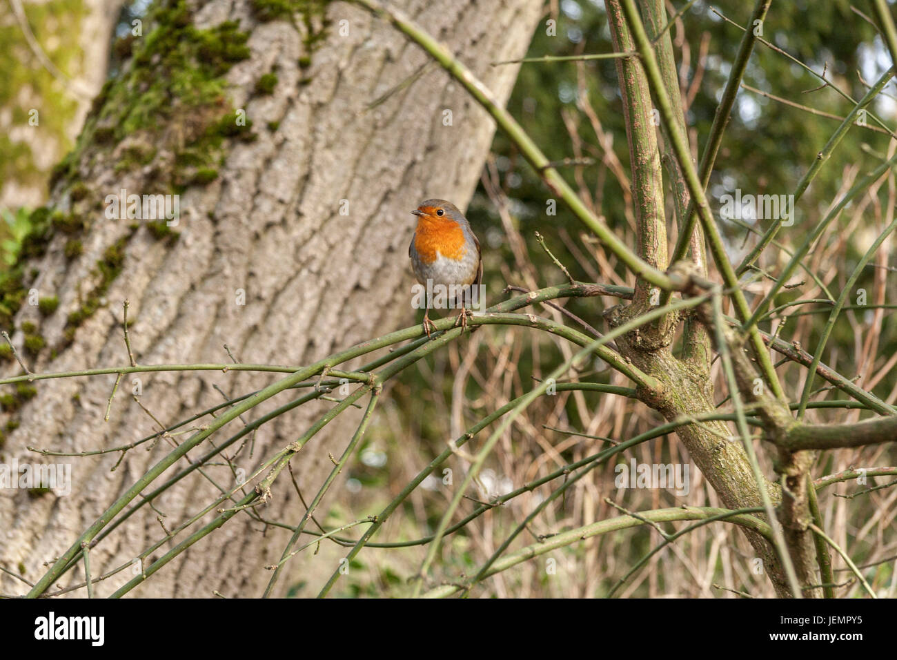 Robin hardwick hi-res stock photography and images - Alamy