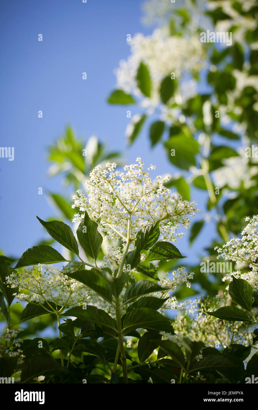 Elderflowers hi-res stock photography and images - Alamy