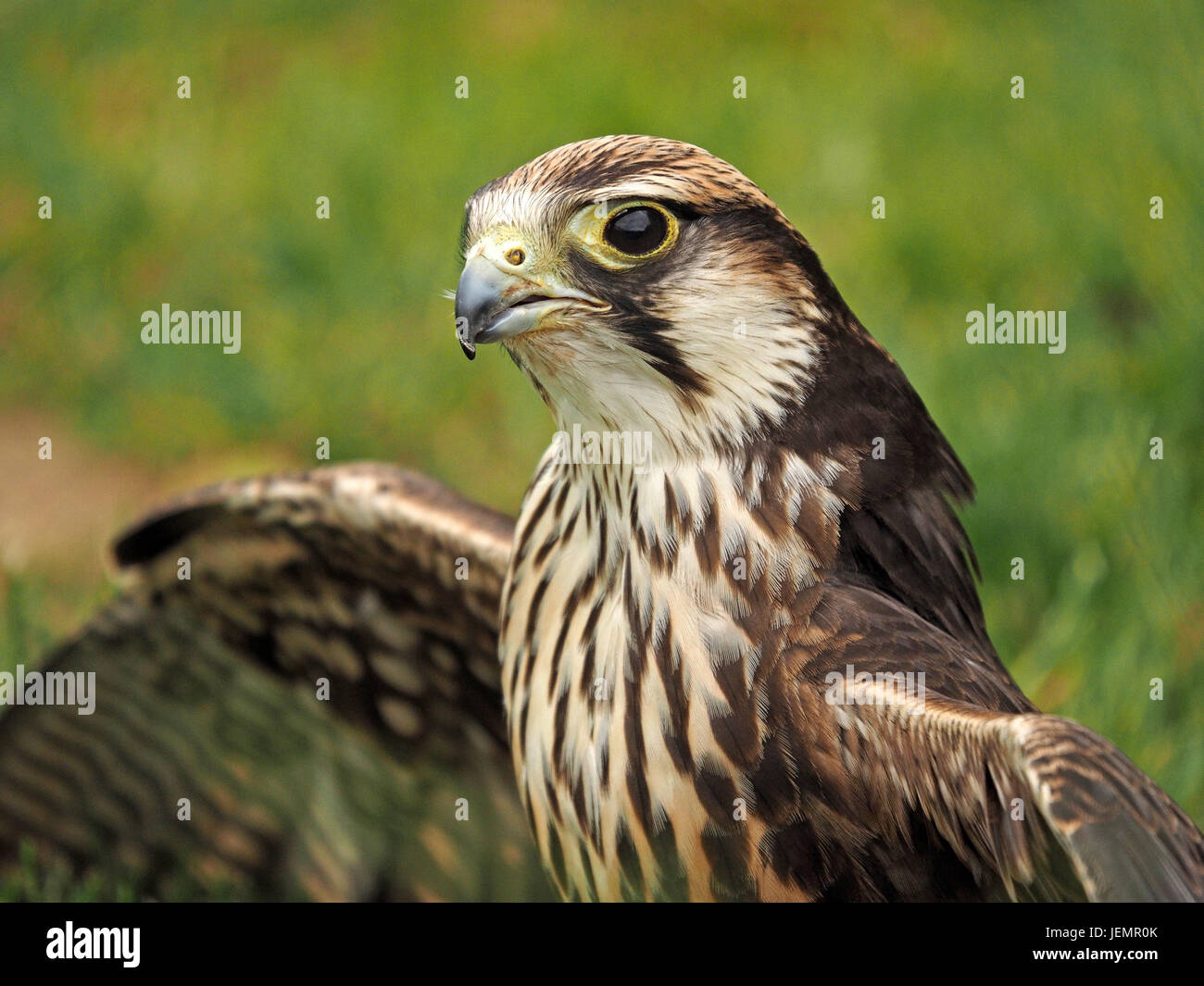 Captive Saker Falcon (Falco cherrug) with wings spread as it mantles ...
