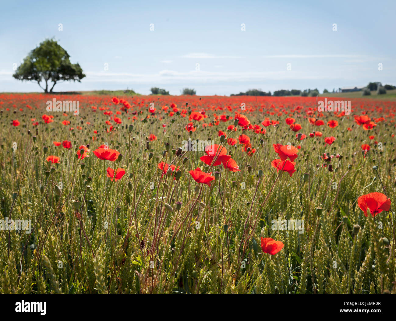Poppies sweden hi-res stock photography and images - Alamy