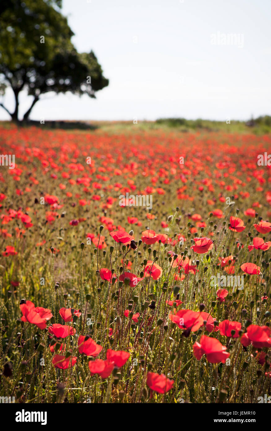Poppies sweden hi-res stock photography and images - Alamy