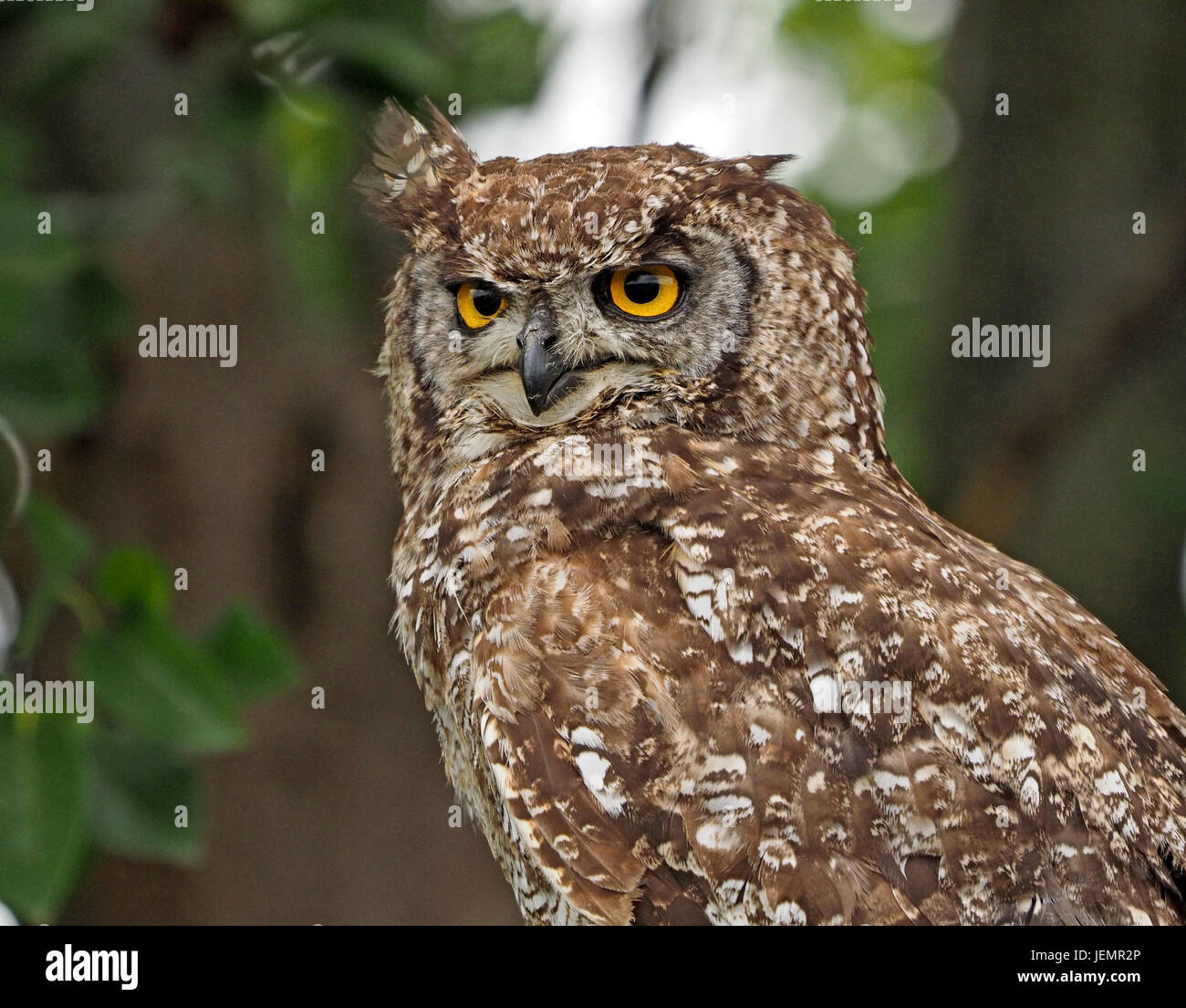 portrait of captive African Spotted Eagle Owl (Bubo africanus) at a ...