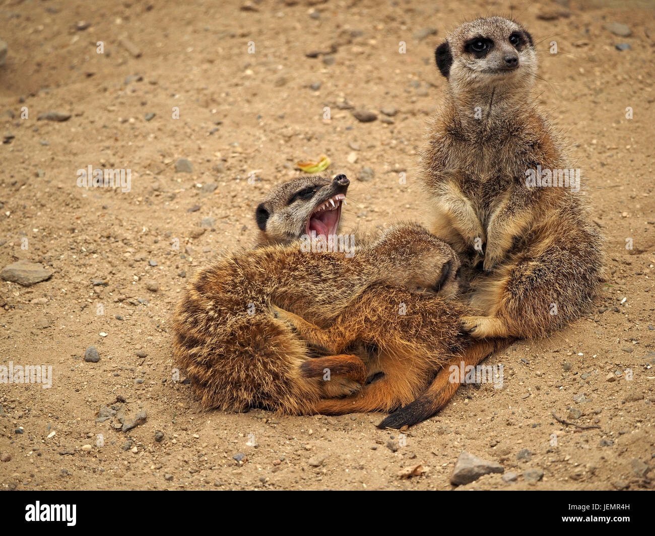 Mongoose africa teeth hi-res stock photography and images - Alamy