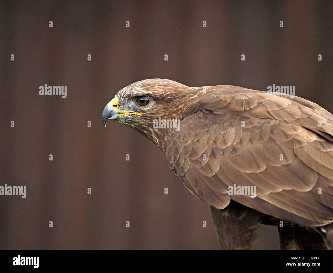 portrait of captive Common or European Buzzard (Buteo buteo) at a ...