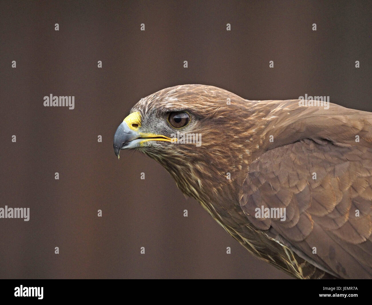 portrait of captive Common or European Buzzard (Buteo buteo) at a ...