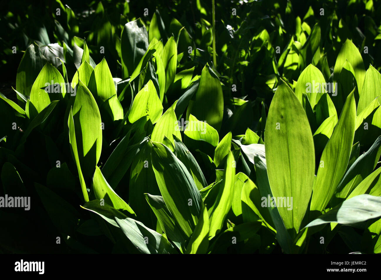 Toxic lily hi-res stock photography and images - Alamy