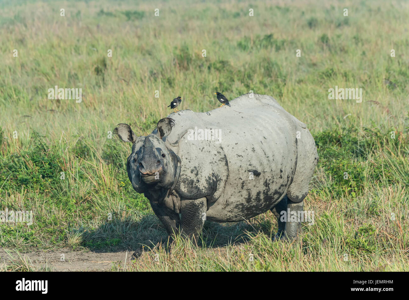Indian rhinoceros (Rhinoceros unicornis) with Myna birds, Kaziranga ...
