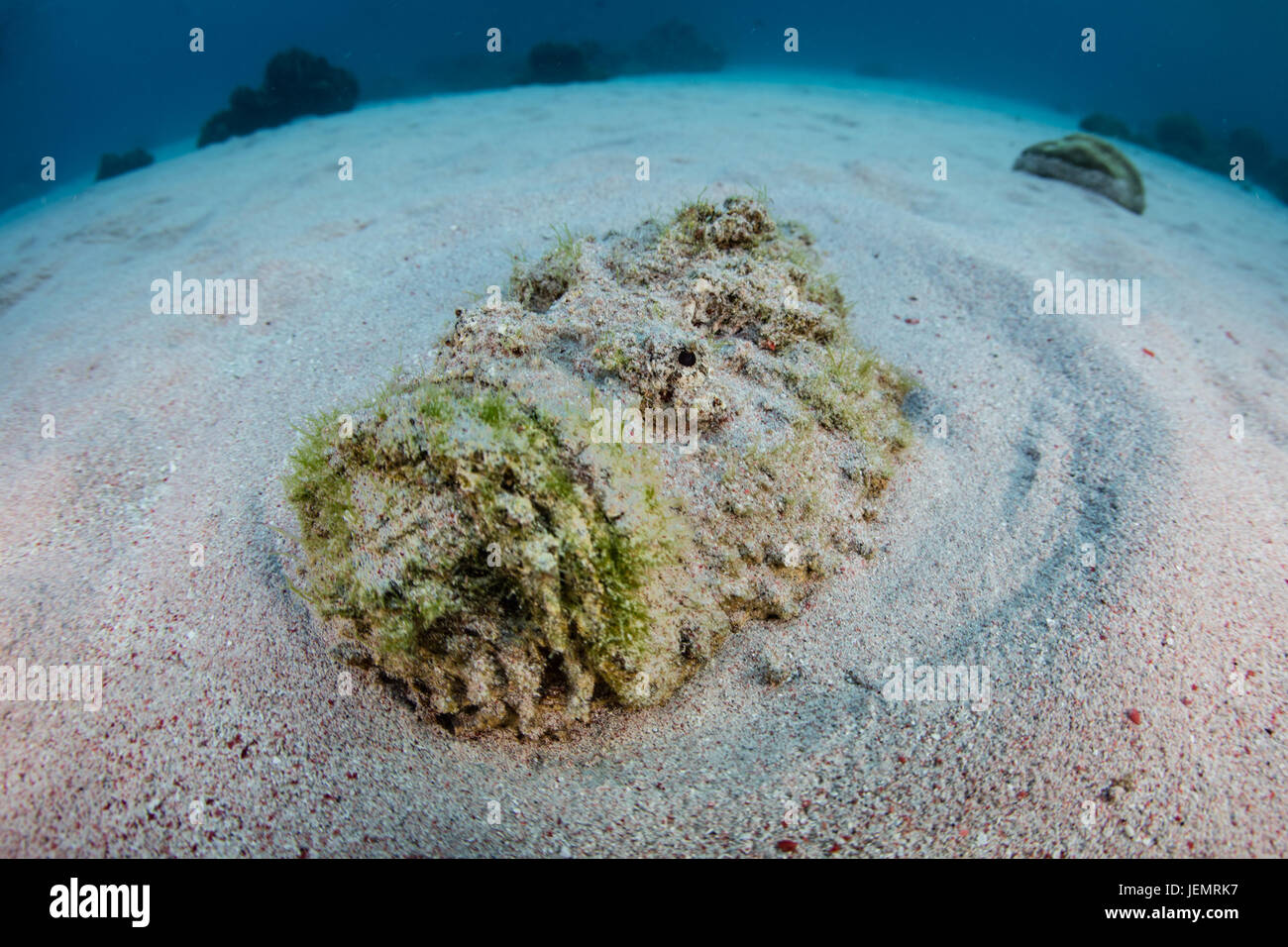 Stonefish hi-res stock photography and images - Alamy