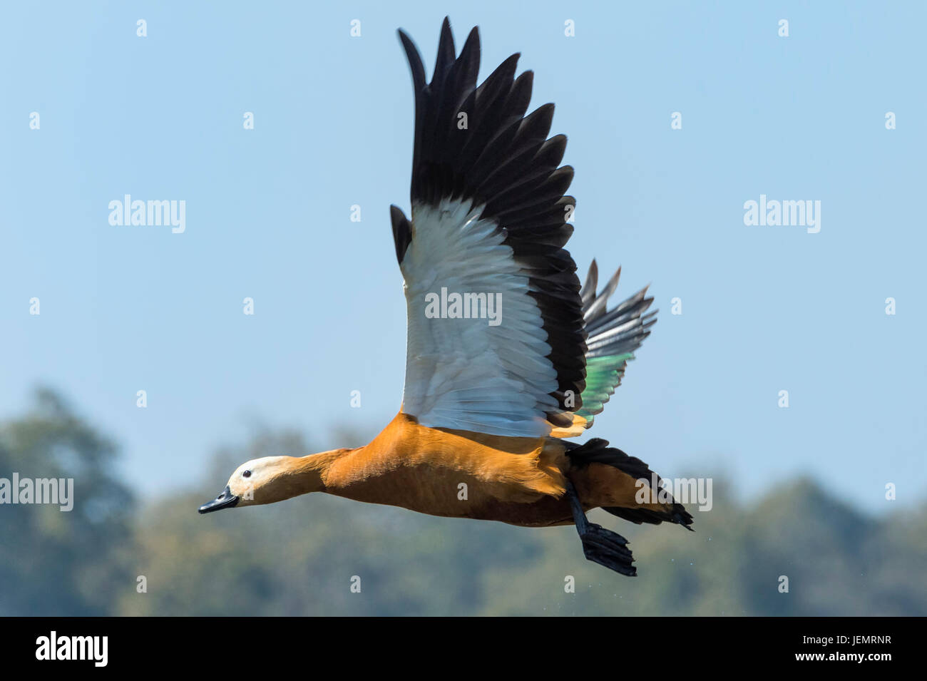 Ruddy Shelduck (Tadorna ferruginea) in flight, Chitwan National Park ...