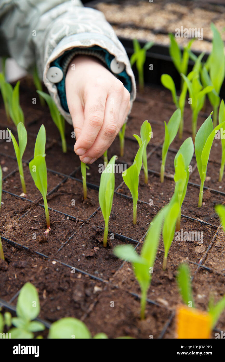 Childs hand holding seedling Stock Photo - Alamy