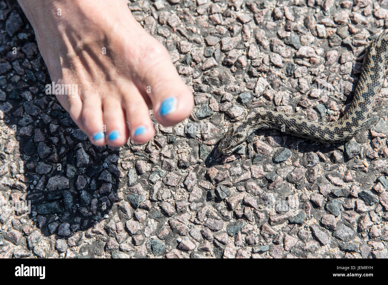 Womans foot and snake Stock Photo - Alamy