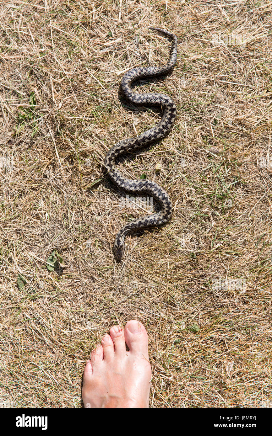 Womans foot and snake Stock Photo - Alamy