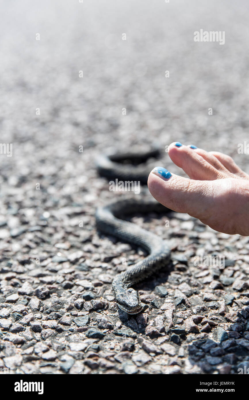 Womans foot and snake Stock Photo - Alamy