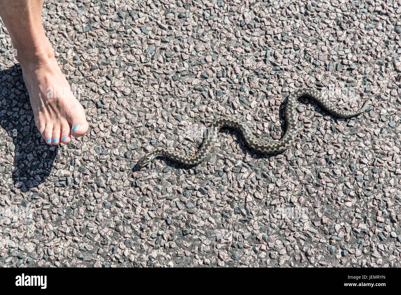 Womans foot and snake Stock Photo - Alamy