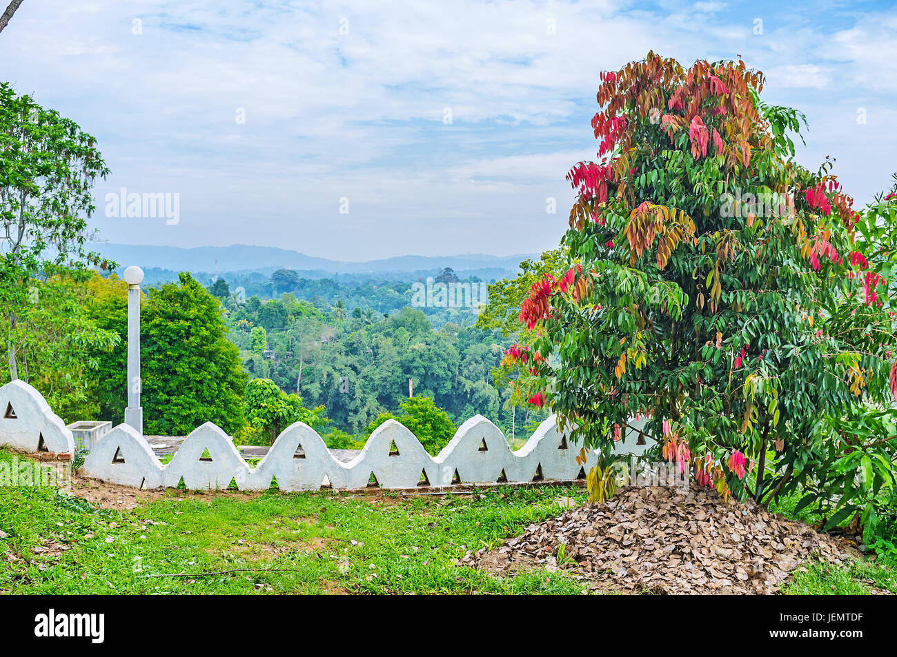 The young Ceylon ironwood tree at the edge of Panhalgala Rock with the ...