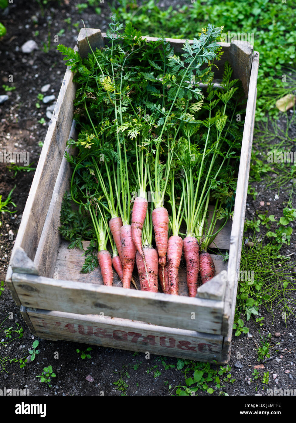 Carrots in wooden crate Stock Photo - Alamy