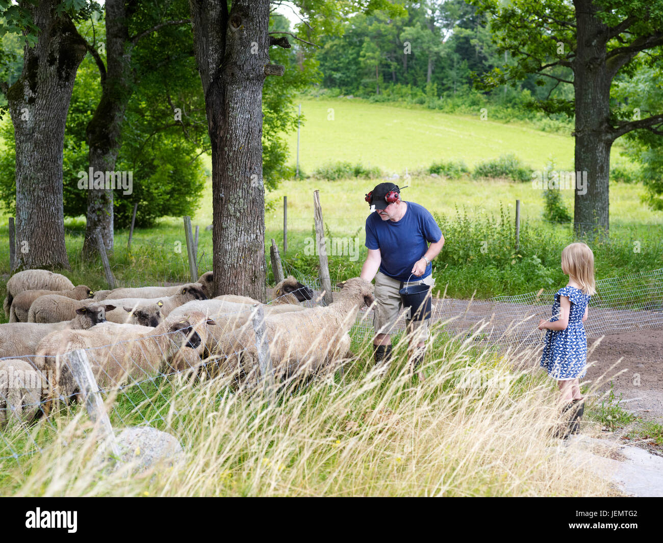 Grandfather feeding sheep, girl watching Stock Photo - Alamy