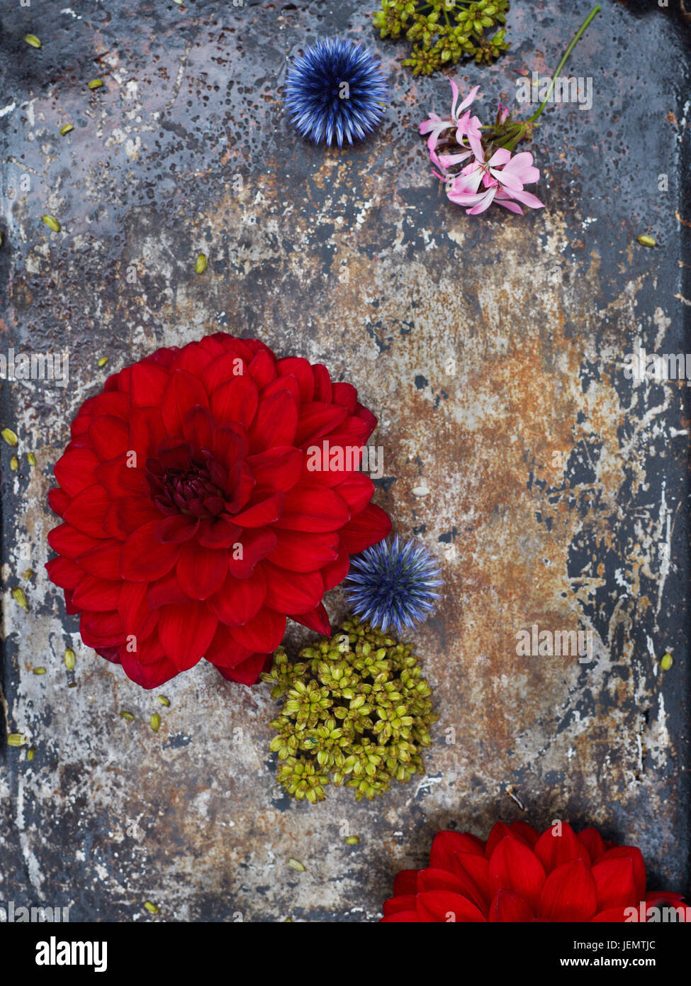 Flowers on rock Stock Photo - Alamy