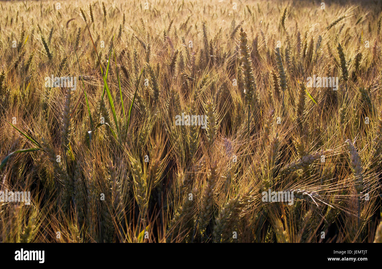 corn field background texture Stock Photo - Alamy