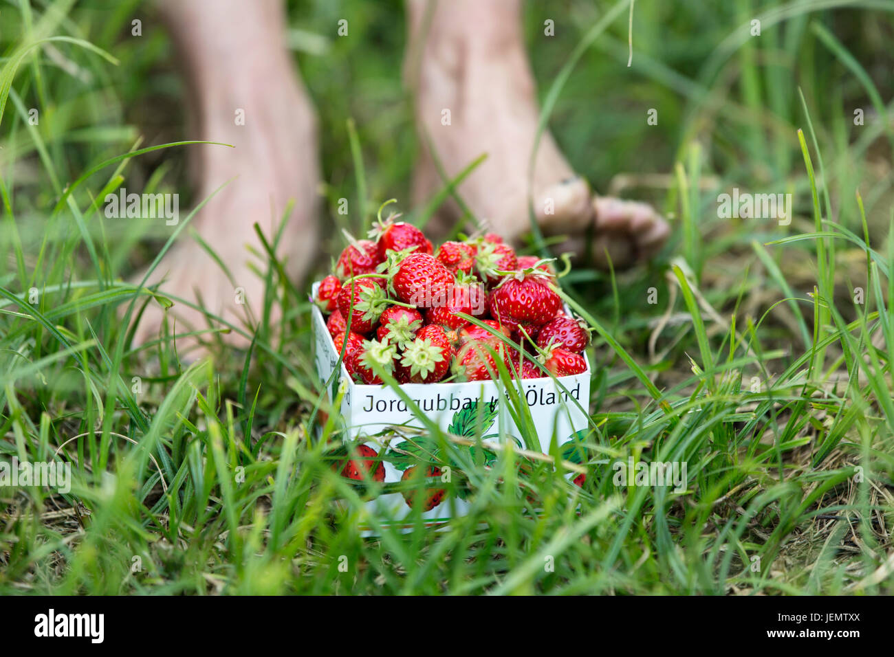 Strawberries in box hi-res stock photography and images - Alamy