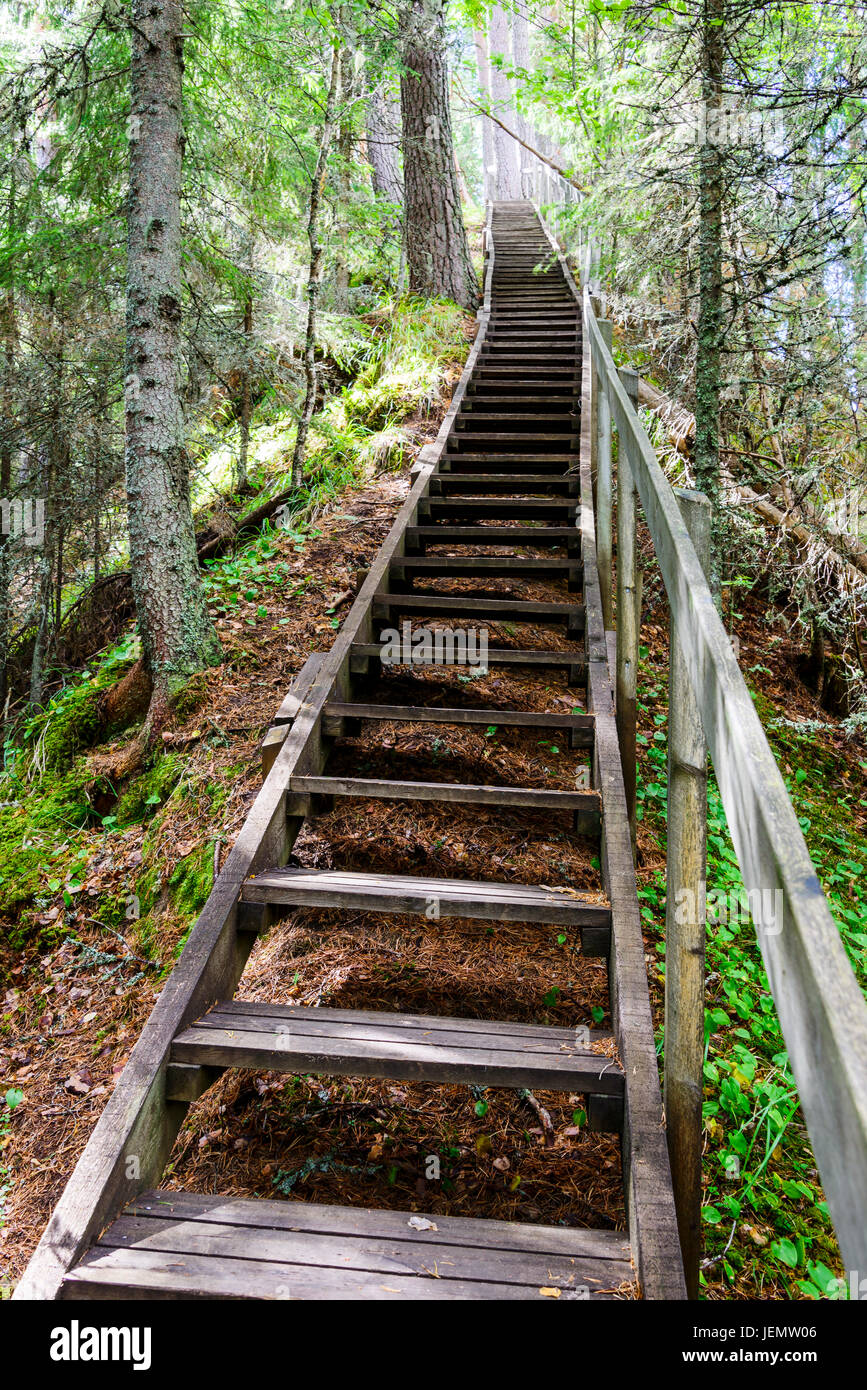 Wooden steps in forest Stock Photo - Alamy