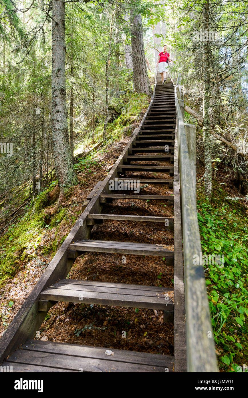 Wooden steps in forest Stock Photo - Alamy