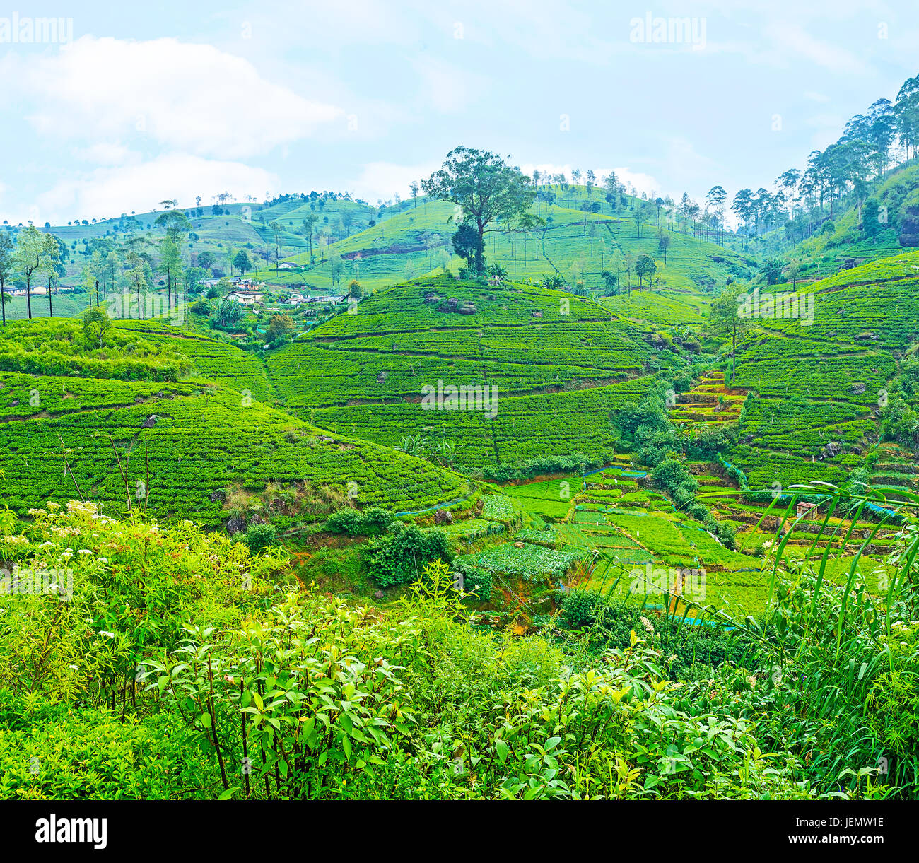 Tea estates of Pusselawa are the perfect place to watch the tea plants ...