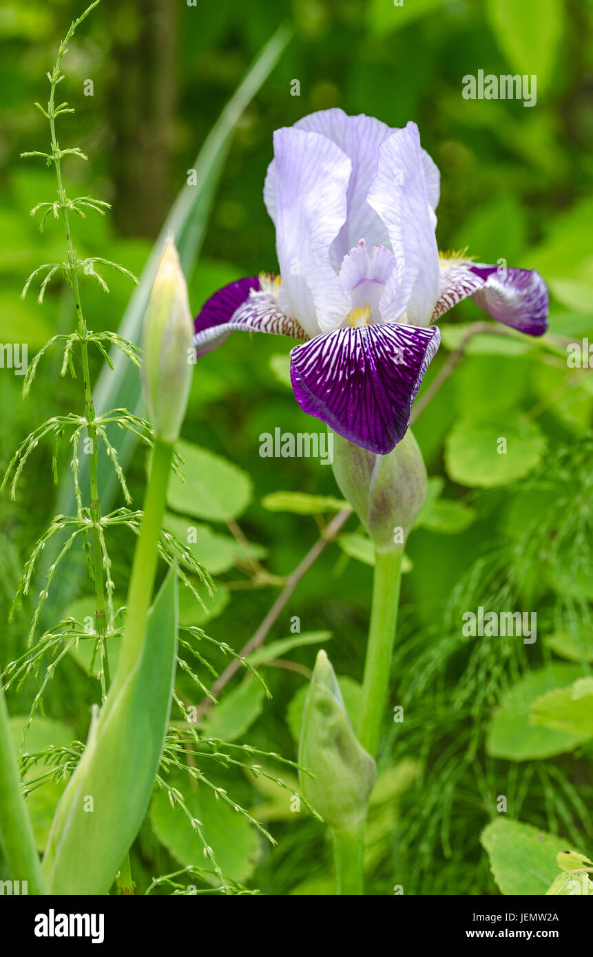 Flower iris closeup Stock Photo - Alamy