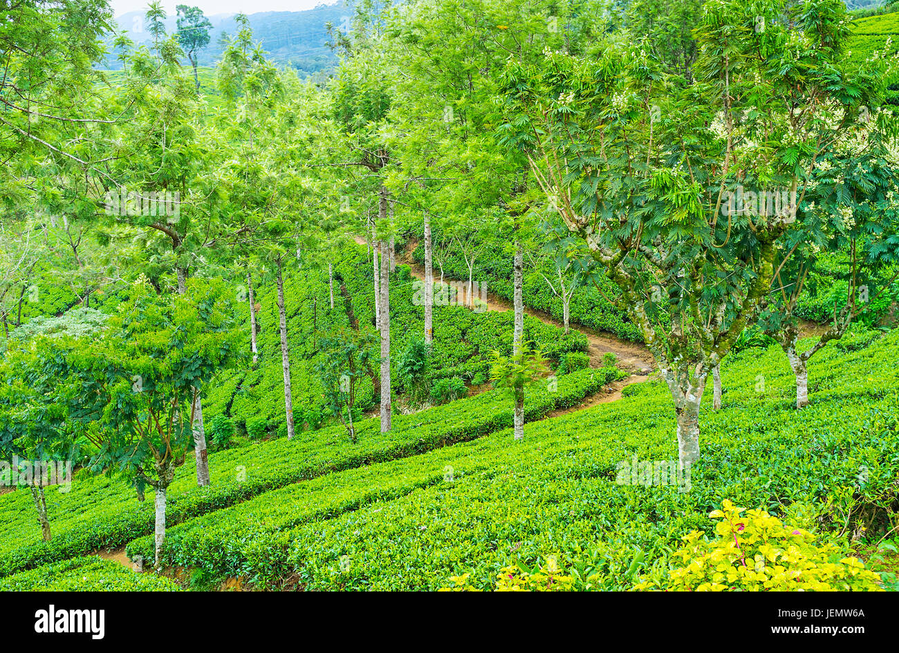 The gentle slope of Pedro tea plantation with numerous trees, growing ...