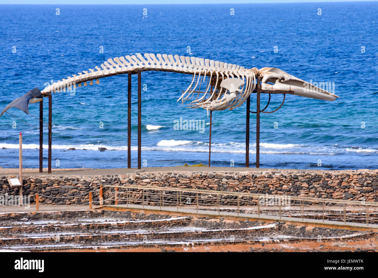 Giant whale skeleton hi-res stock photography and images - Alamy