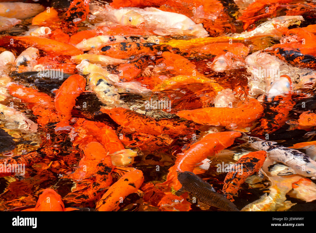 Fish texture hi-res stock photography and images - Alamy