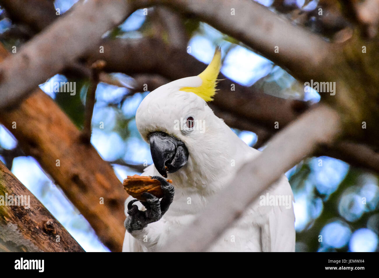 Colored Tropical Parrot Stock Photo - Alamy
